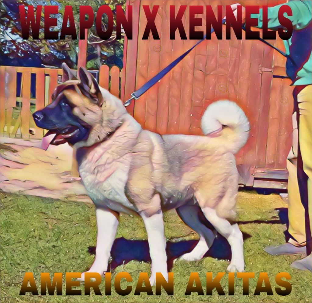 AKITAS – WEAPON X KENNELS